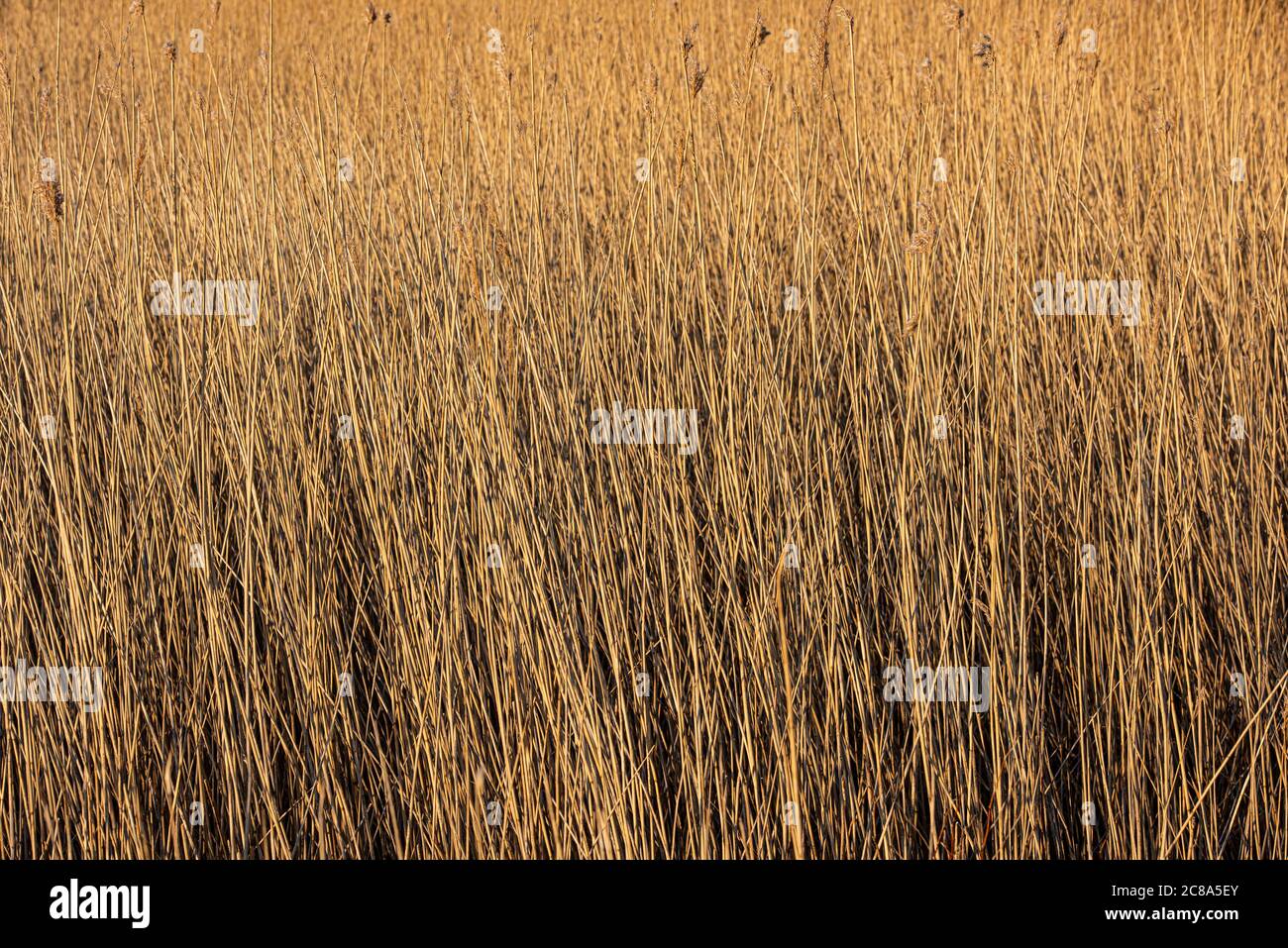 Large field of tall brown reeds and grass Stock Photo - Alamy