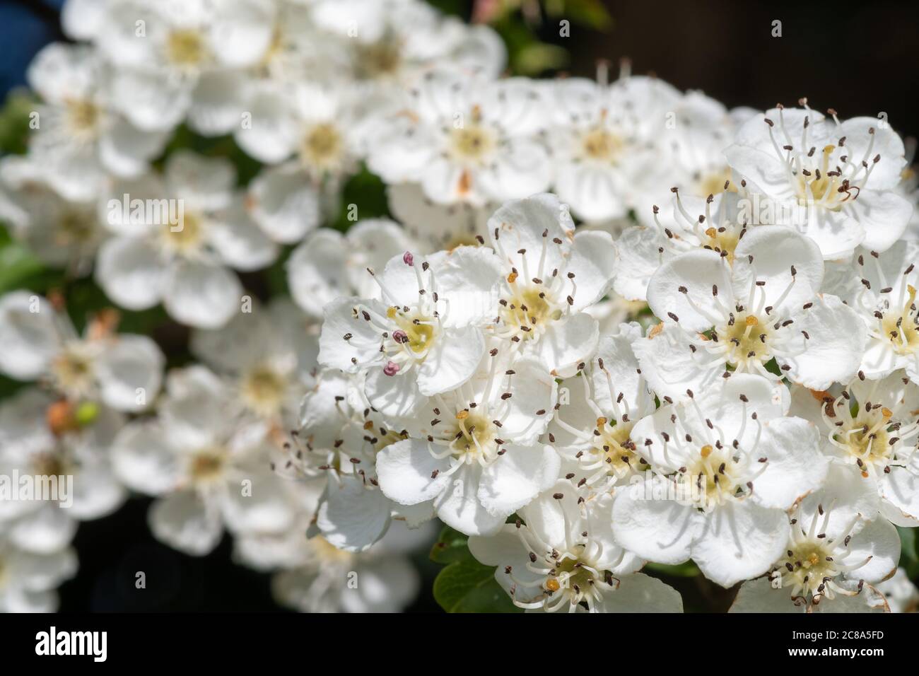 Mayflower Tree High Resolution Stock Photography and Images - Alamy