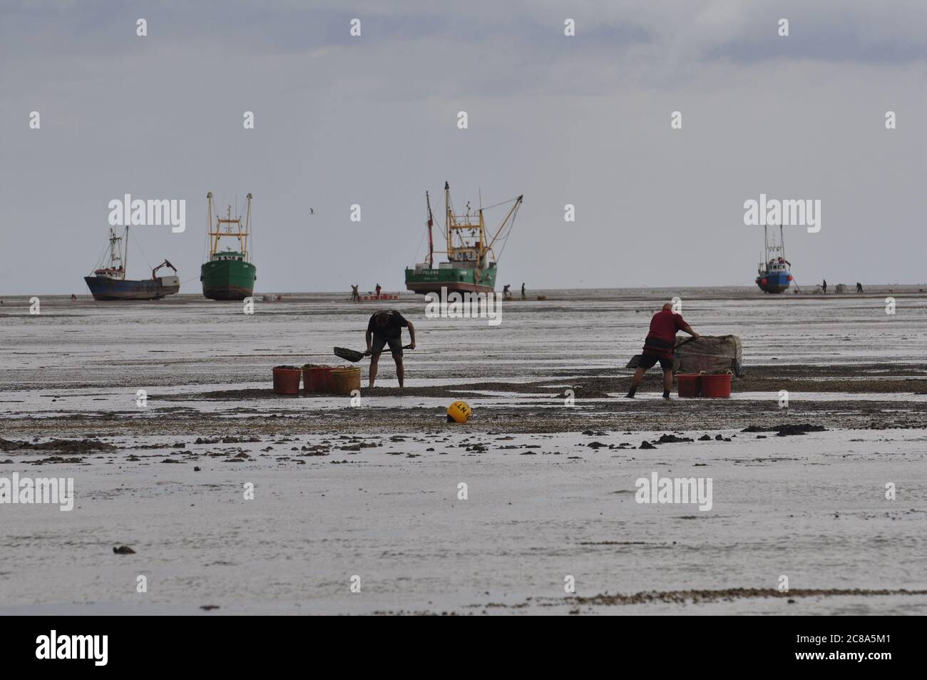 Commercial fishing boats from Boston and and King's Lynn hand-raking ...