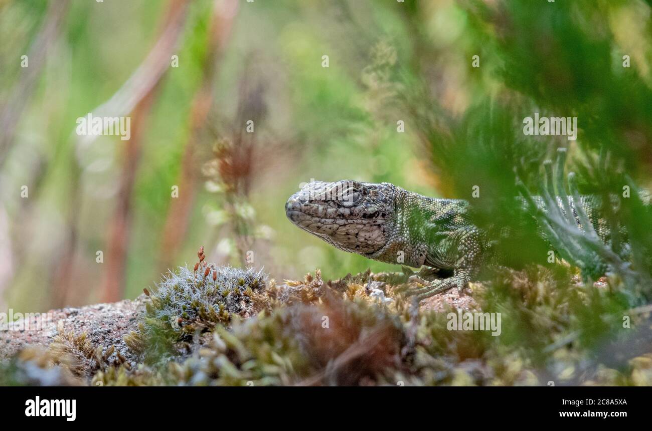 common lizard, zootoca vivipara looking suspicious around the corner ...