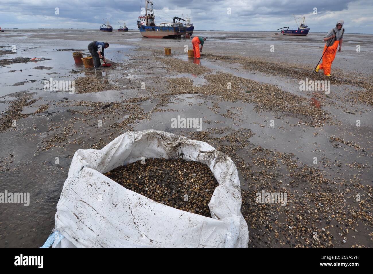 Commercial fishing boats from Boston and and King's Lynn hand-raking ...