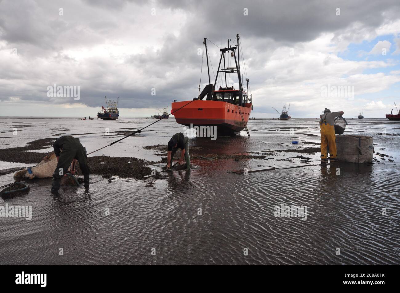 Commercial fishing boats from Boston and and King's Lynn hand-raking ...