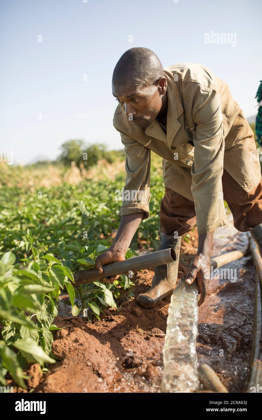 A farmer irrigates his crops using a generator-powered water pump and ...