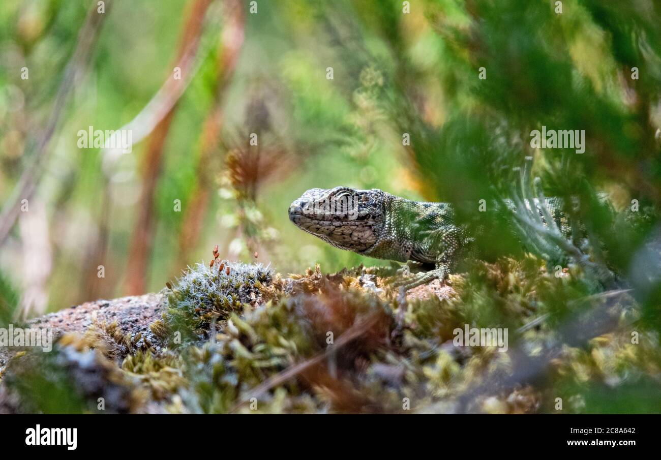 Scary looking lizard hi-res stock photography and images - Alamy