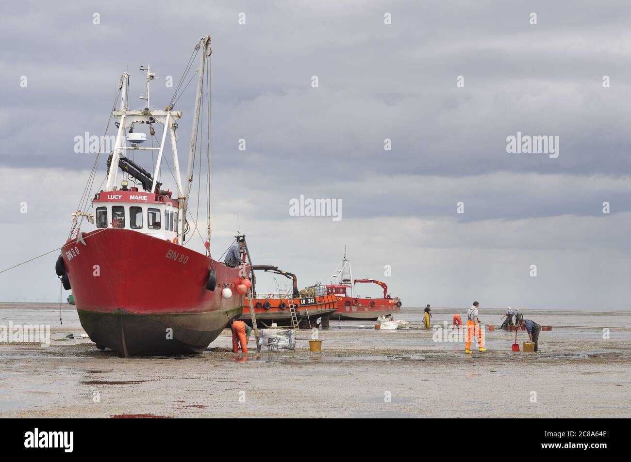 Commercial fishing boats from Boston and and King's Lynn hand-raking ...