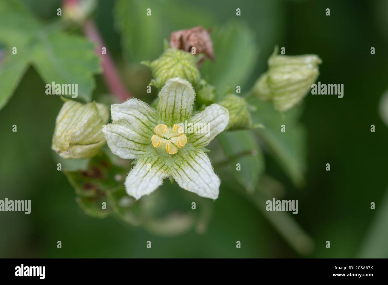 Bryony bryonia alba hi-res stock photography and images - Alamy