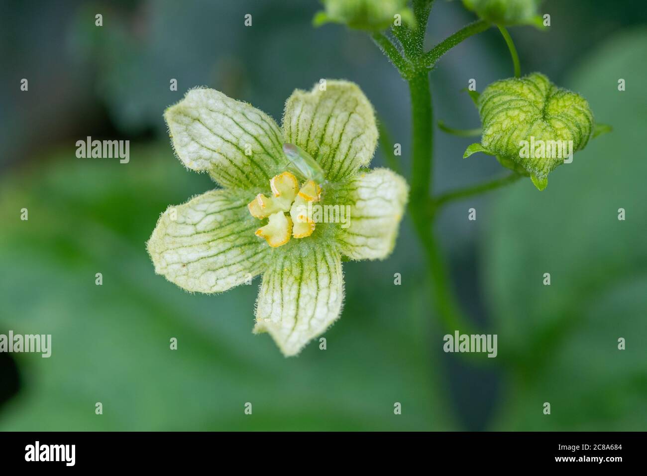 Bryony bryonia alba hi-res stock photography and images - Alamy