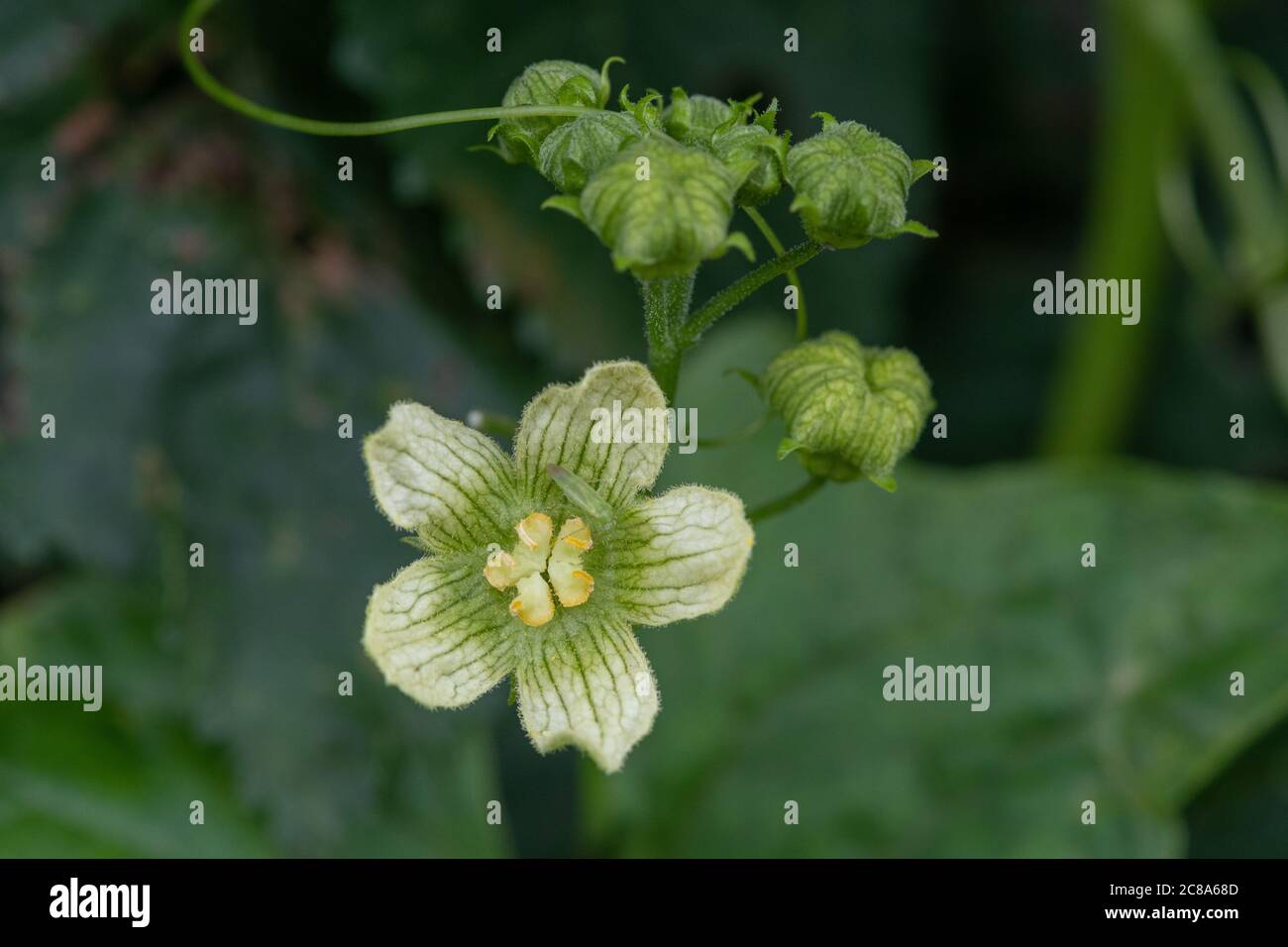 Macro shot of a white bryony (bryonia alba) flower Stock Photo - Alamy