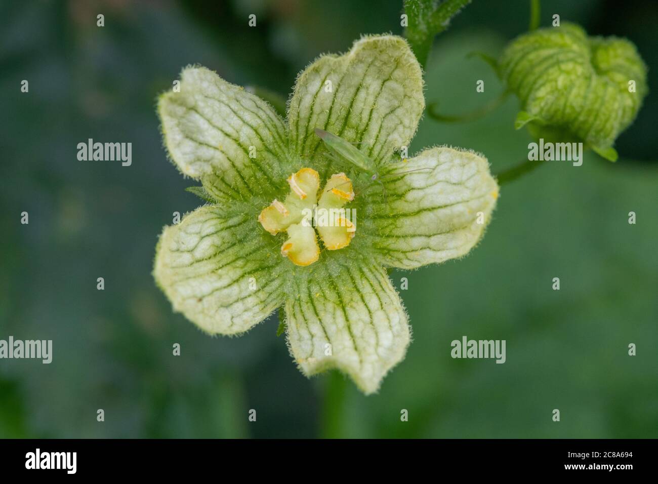Bryony bryonia alba hi-res stock photography and images - Alamy