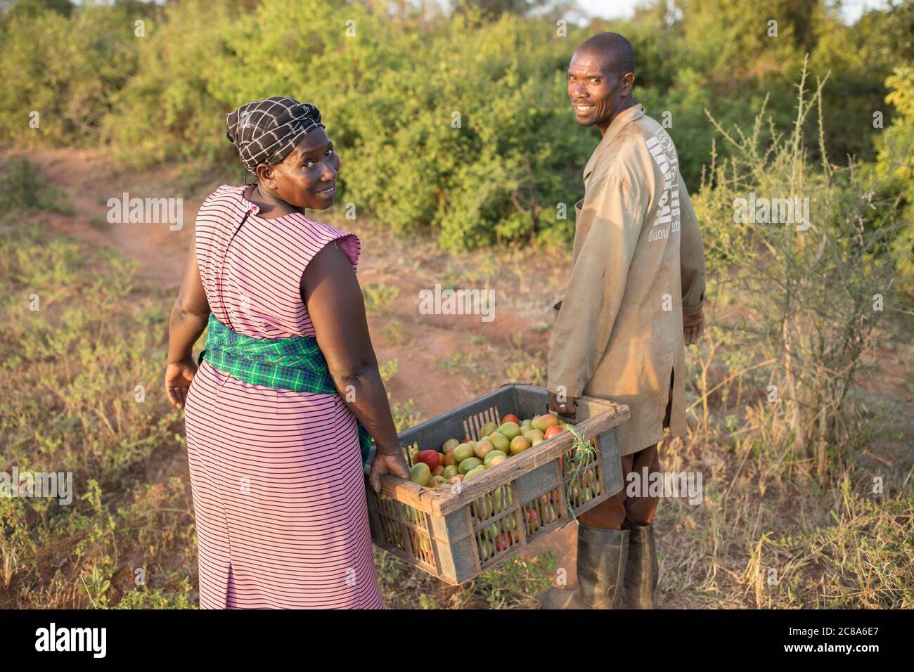Husband and wife farmers work together to harvest their tomato crop on ...