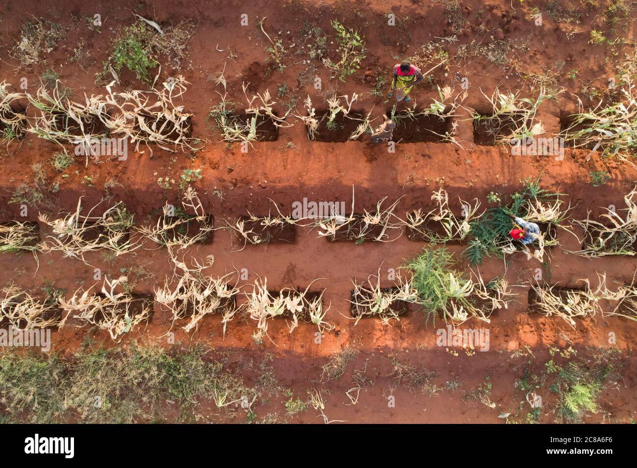 Farmers affected by climate change use mound & zai pit techniques to ...
