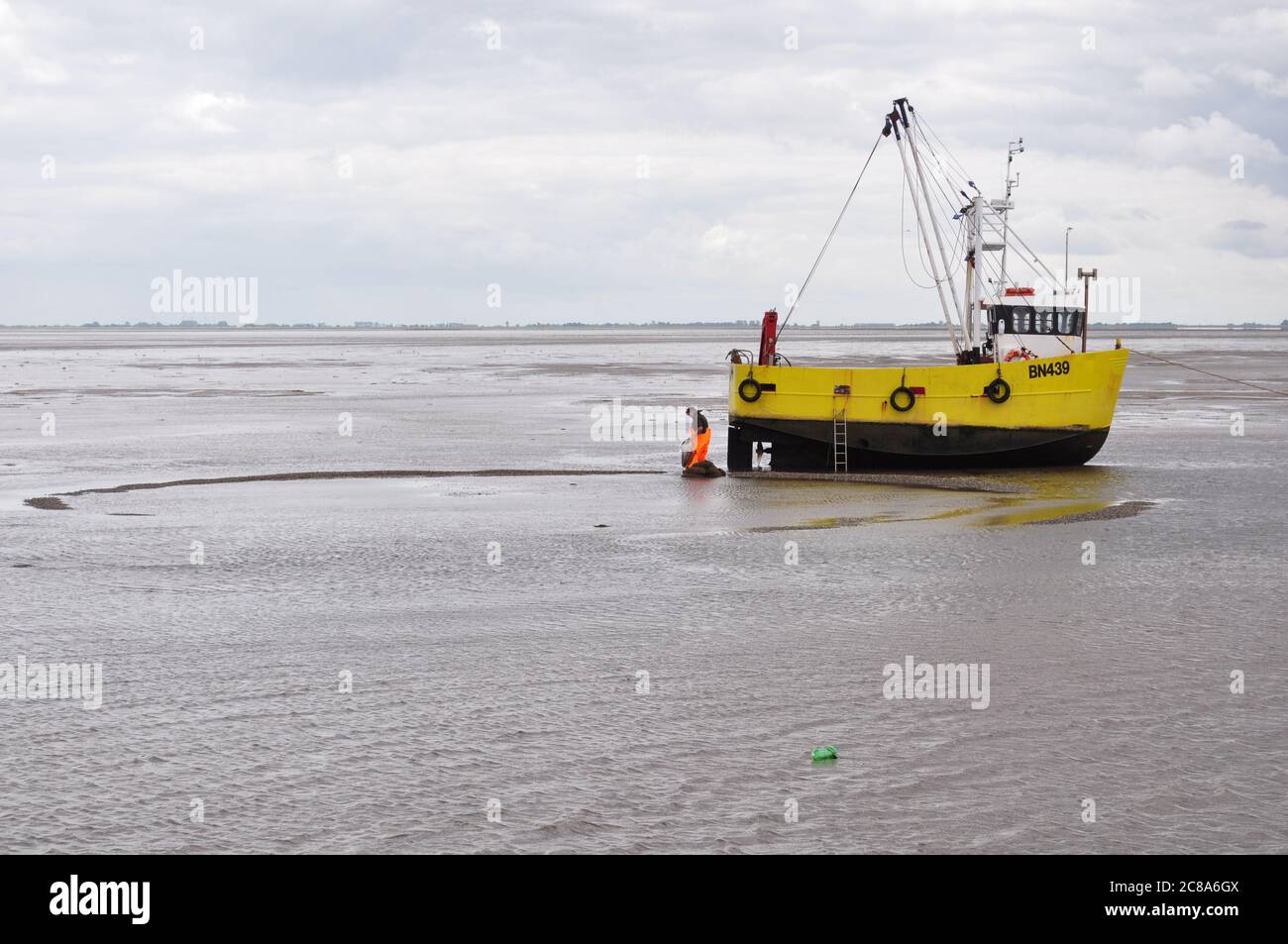 Commercial fishing boats from Boston and and King's Lynn hand-raking ...