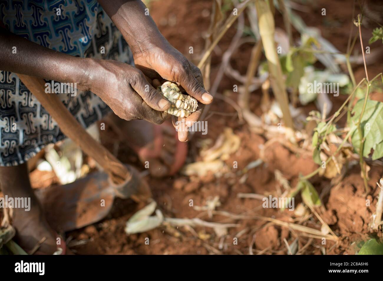 Africa garden beans corn hi-res stock photography and images - Alamy