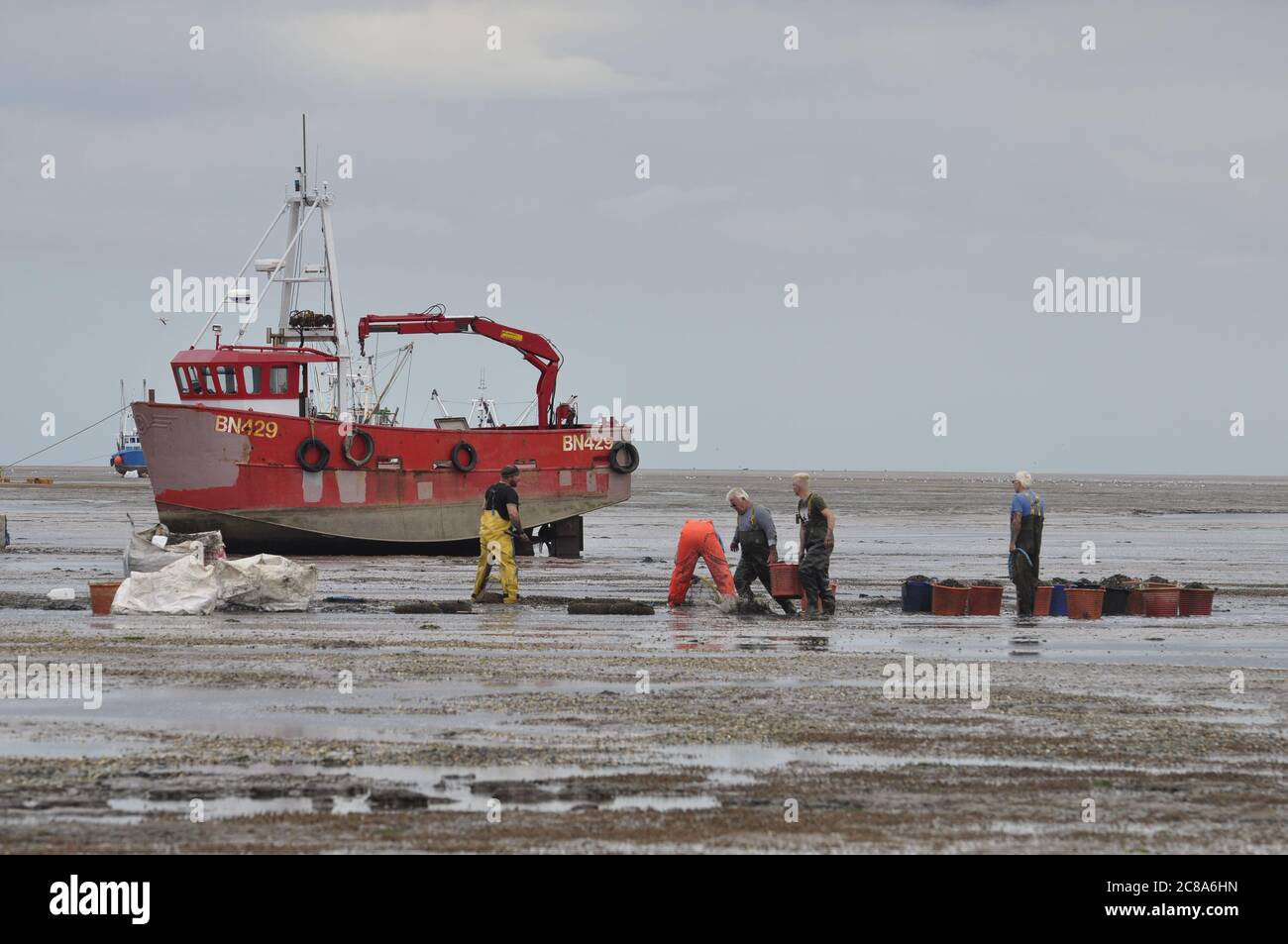 Commercial fishing boats from Boston and and King's Lynn hand-raking ...