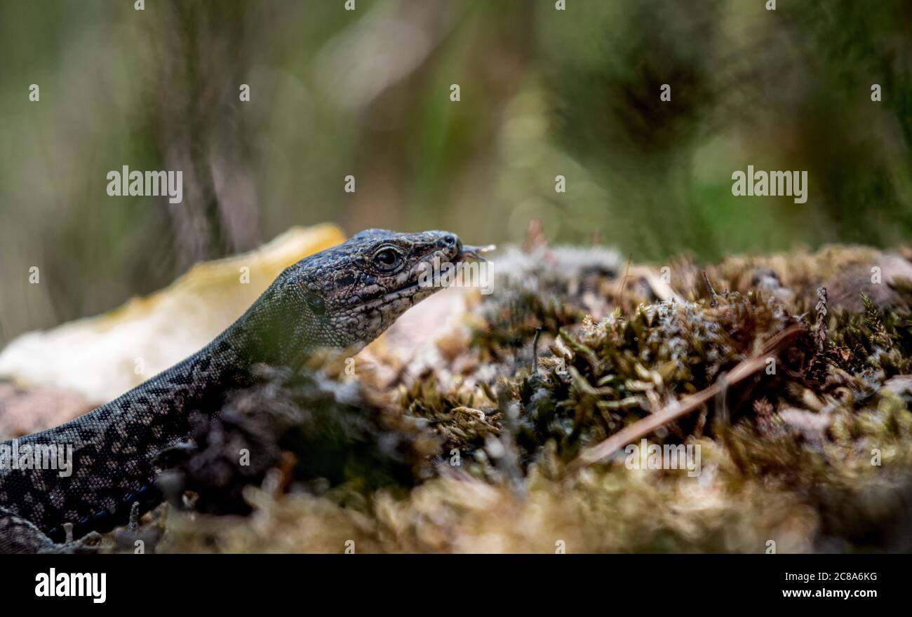 common lizard, zootoca vivipara Stock Photo - Alamy