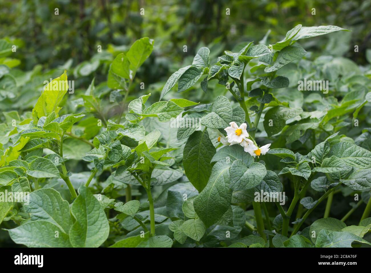 blooming potatoes, potato flowers on a background of green leaves Stock ...