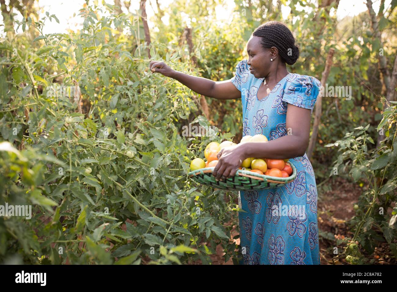 Farmer, basket, field hi-res stock photography and images - Alamy