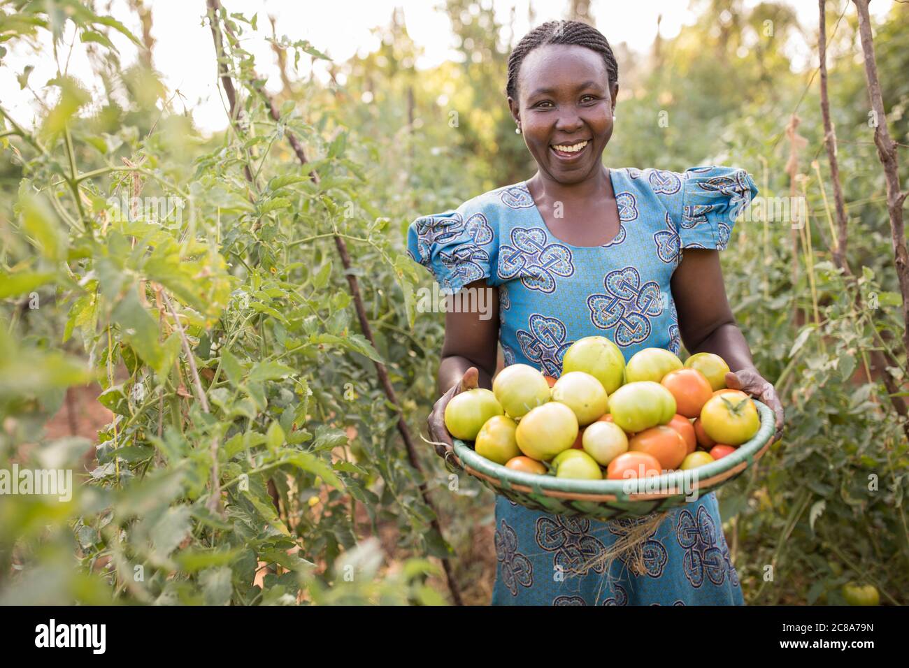 A woman smallholder farmer harvests tomatoes on her vegetable farm in ...