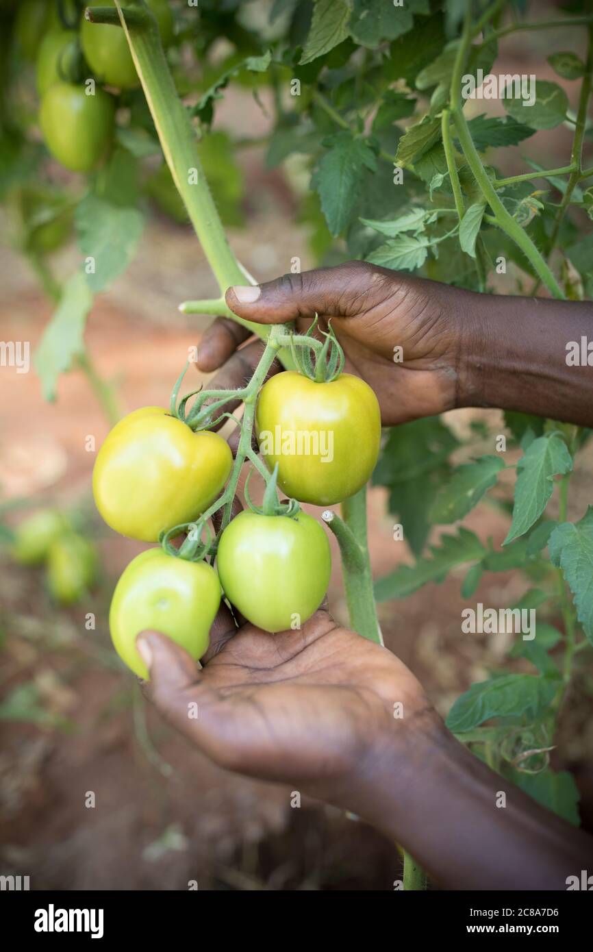 A male smallholder farmer examines his tomato crop on the vine on his ...