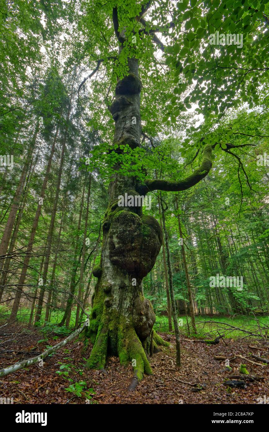 Outgrowth hi-res stock photography and images - Alamy