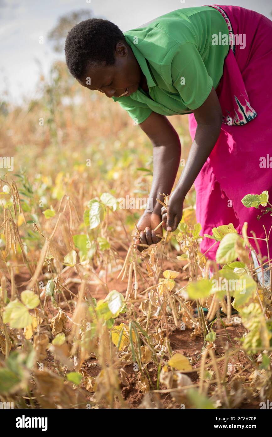 in Makueni County, Kenya, East Africa Stock Photo - Alamy