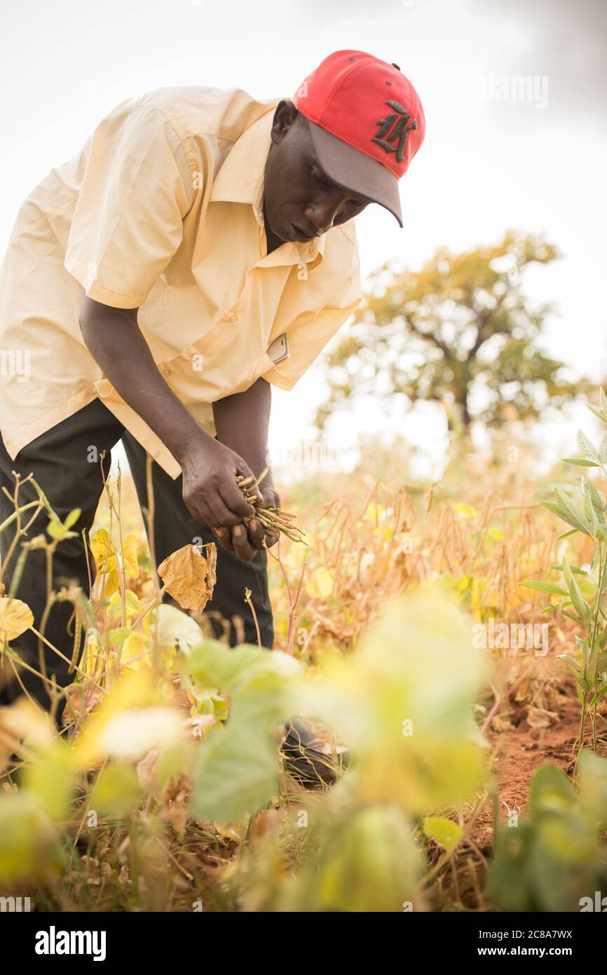 Moong dal farming hi-res stock photography and images - Alamy