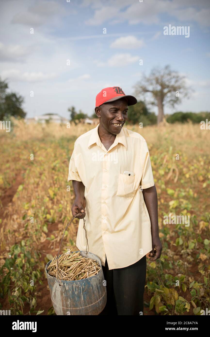 Moong dal farming hi-res stock photography and images - Alamy