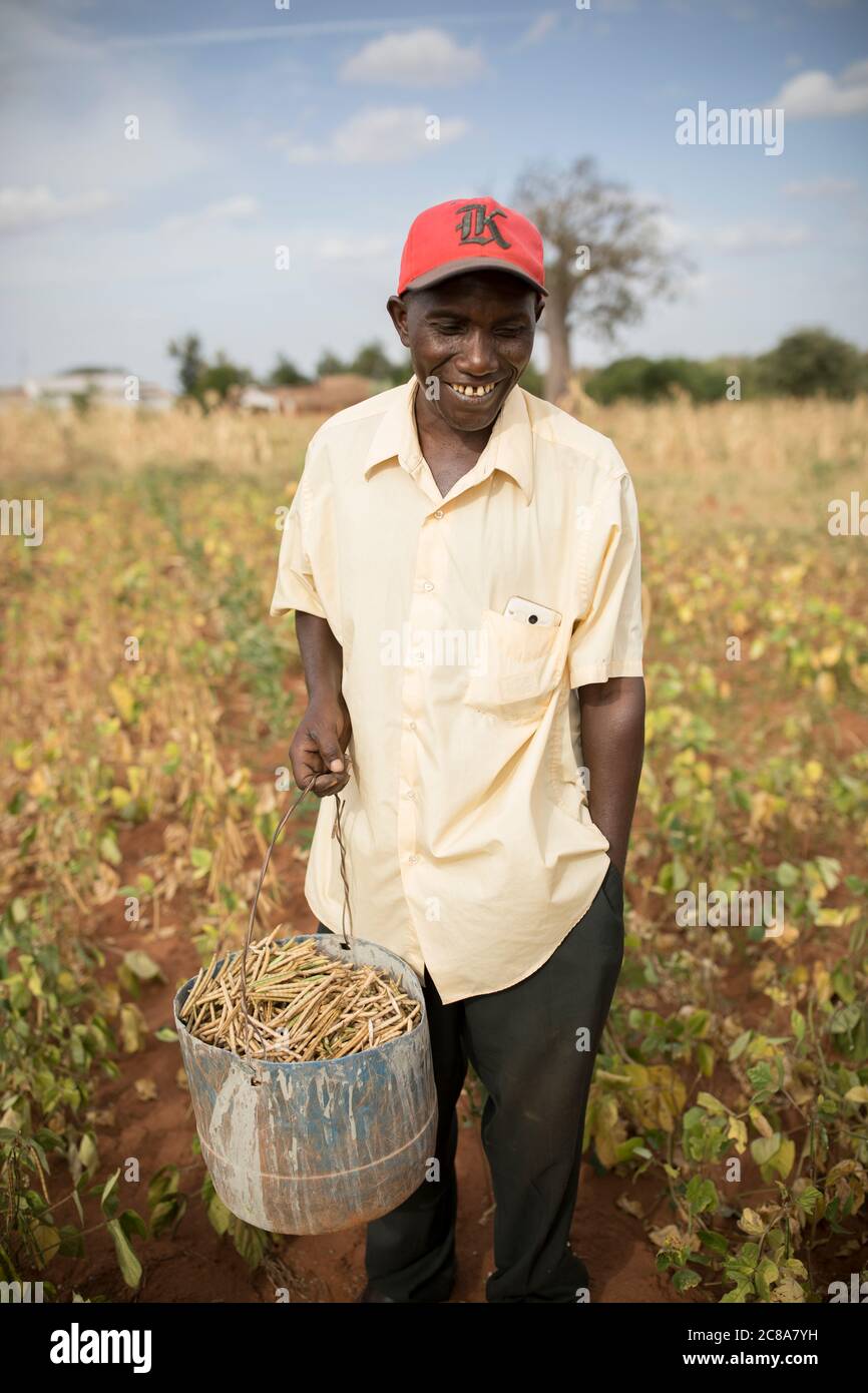 Moong dal farming hi-res stock photography and images - Alamy