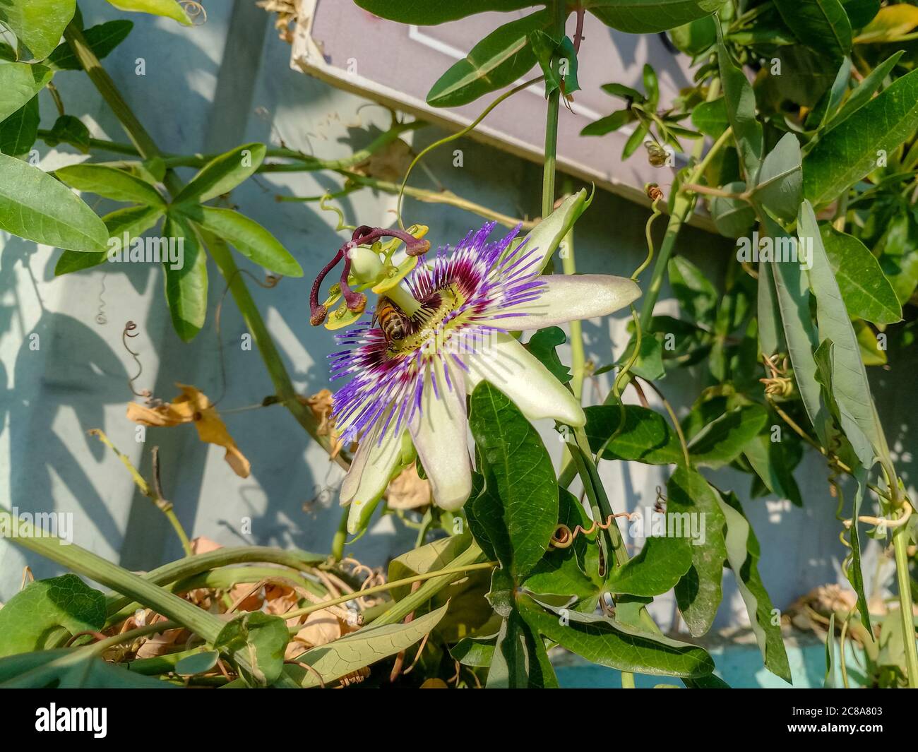 passion flower Passiflora caerulea Passionflower against green garden ...