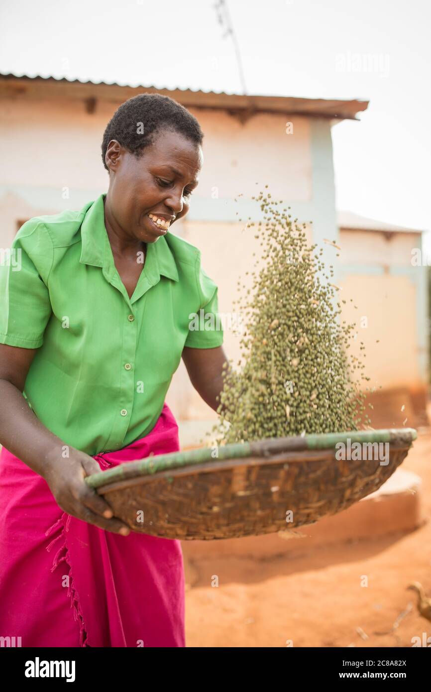 A smallholder woman farmer winnows her mung bean (aka green gram) crop ...