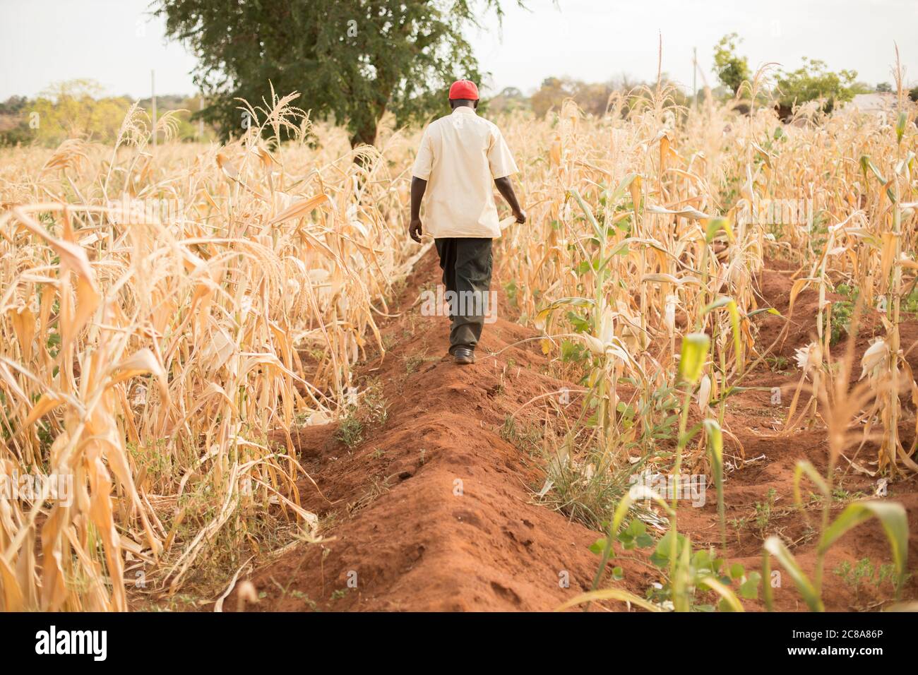 Raised mounds direct rainfall into soil-rehabilitating zai pits on ...