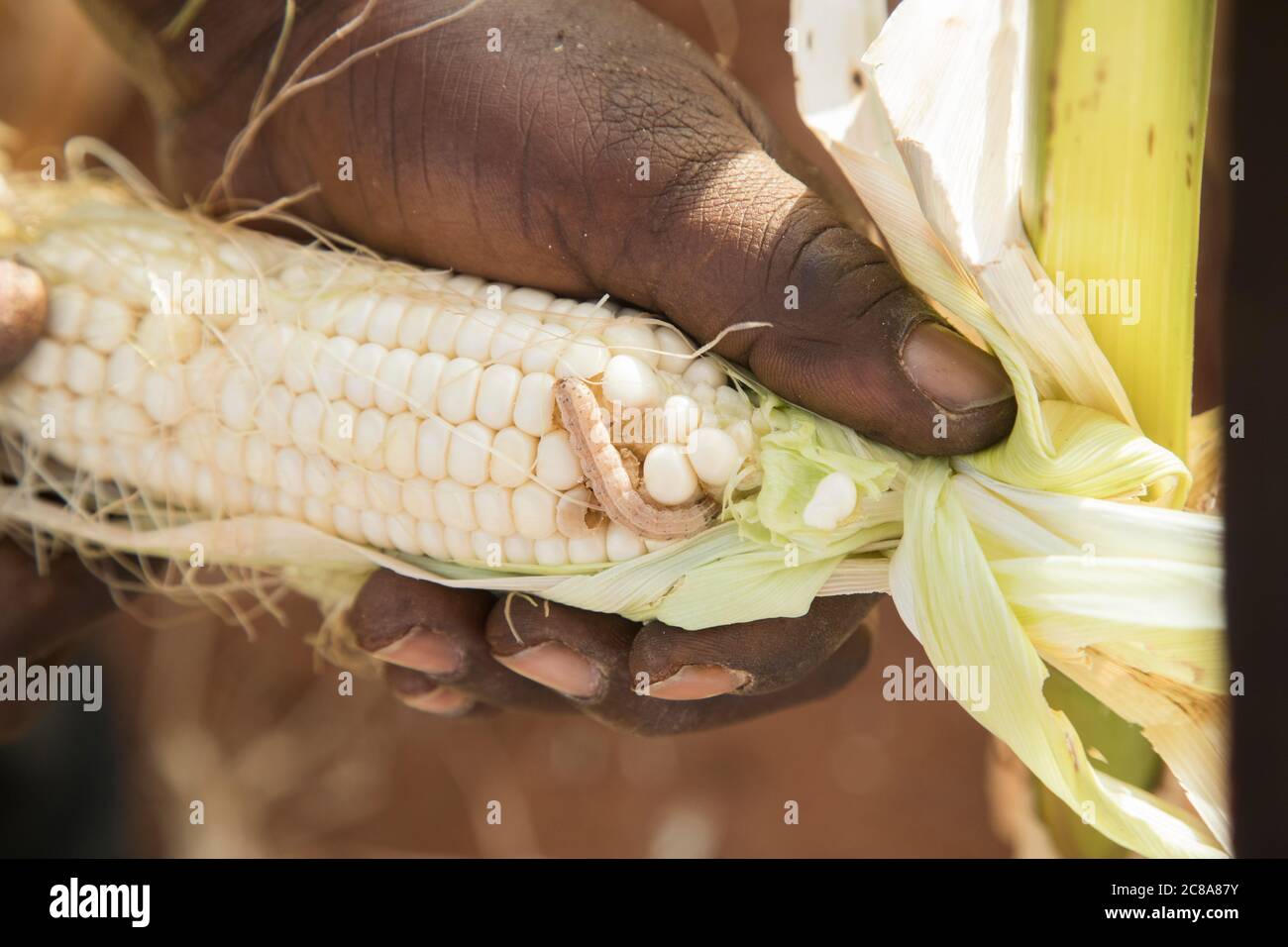 African army worm hi-res stock photography and images - Alamy