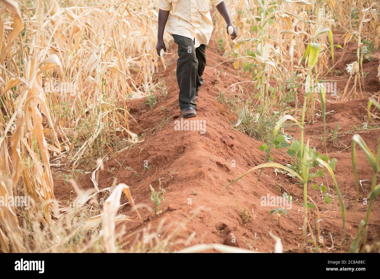 Raised mounds direct rainfall into soil-rehabilitating zai pits on ...
