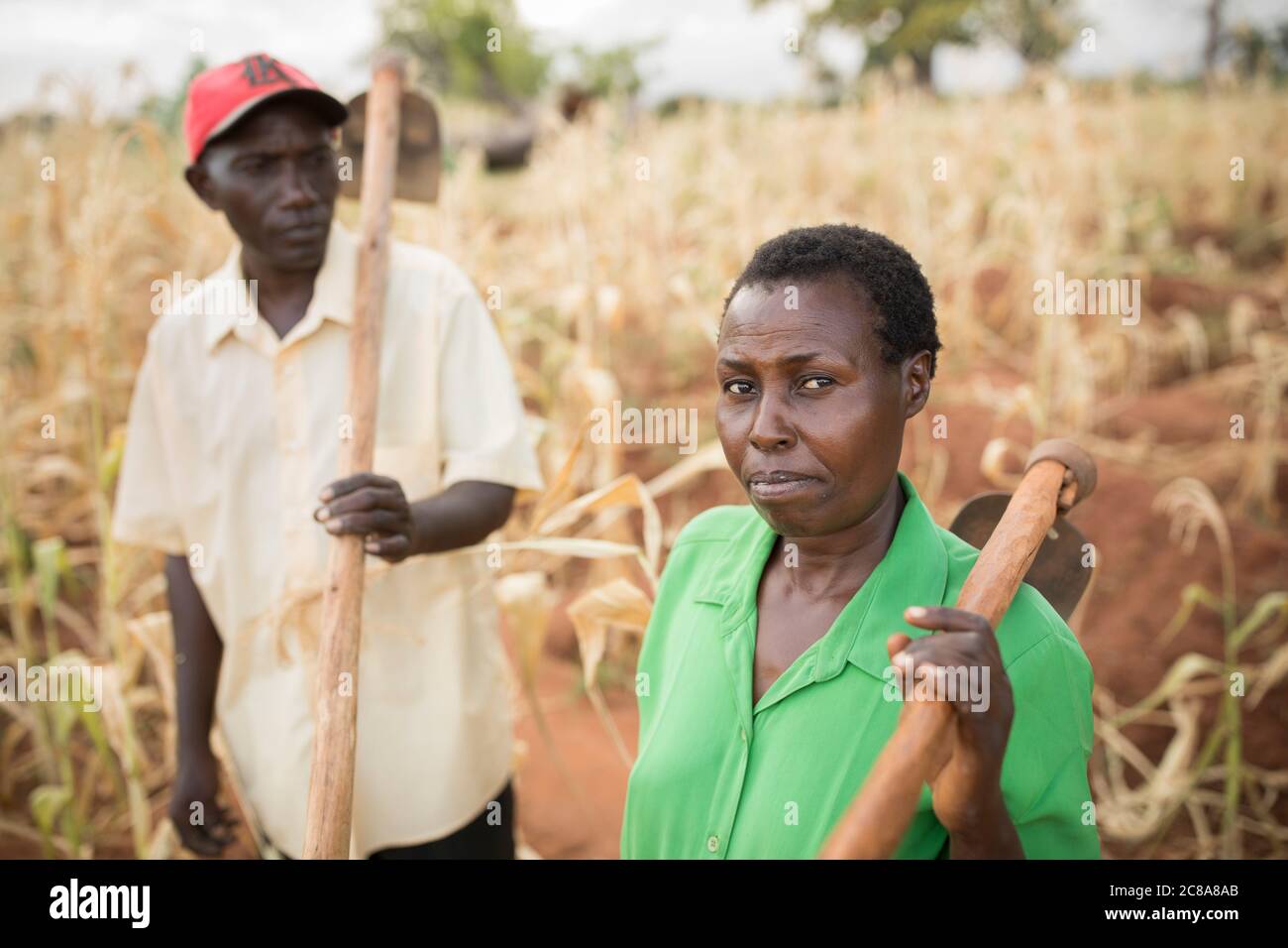 Maize project hi-res stock photography and images - Alamy