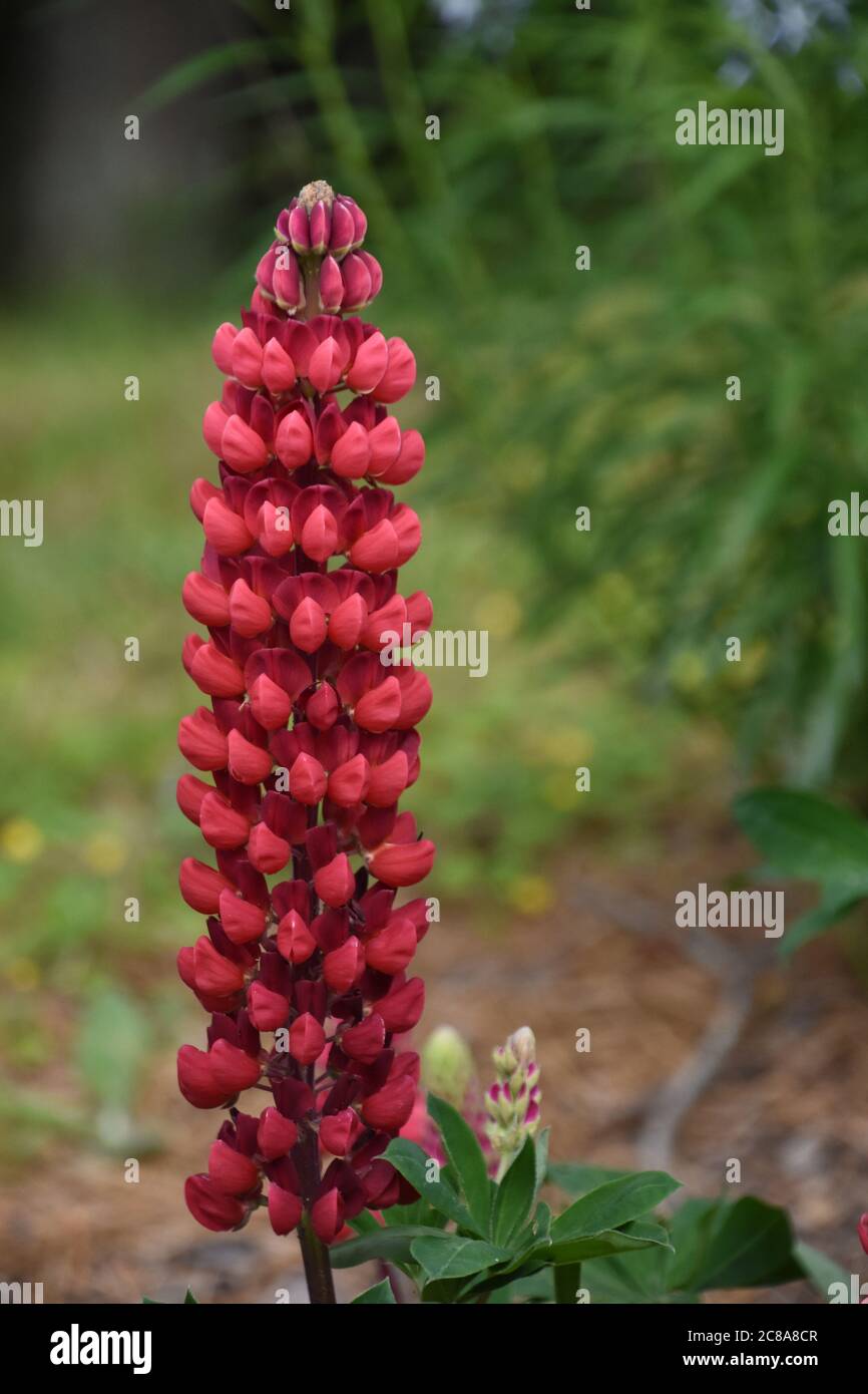 Garden with beautiful red lupine flower blooming Stock Photo - Alamy