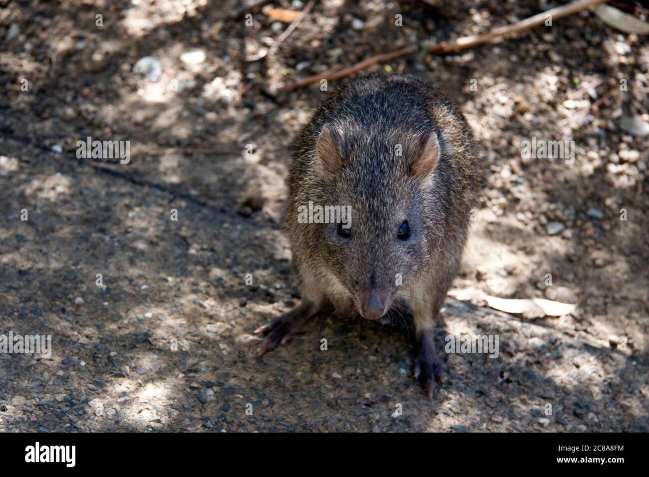 Long nosed rat kangaroo hi-res stock photography and images - Alamy