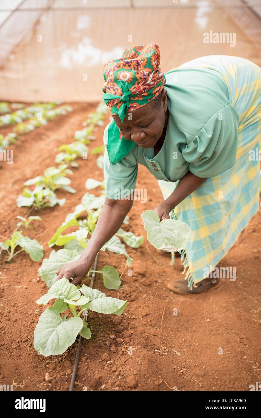African greenhouse hi-res stock photography and images - Alamy