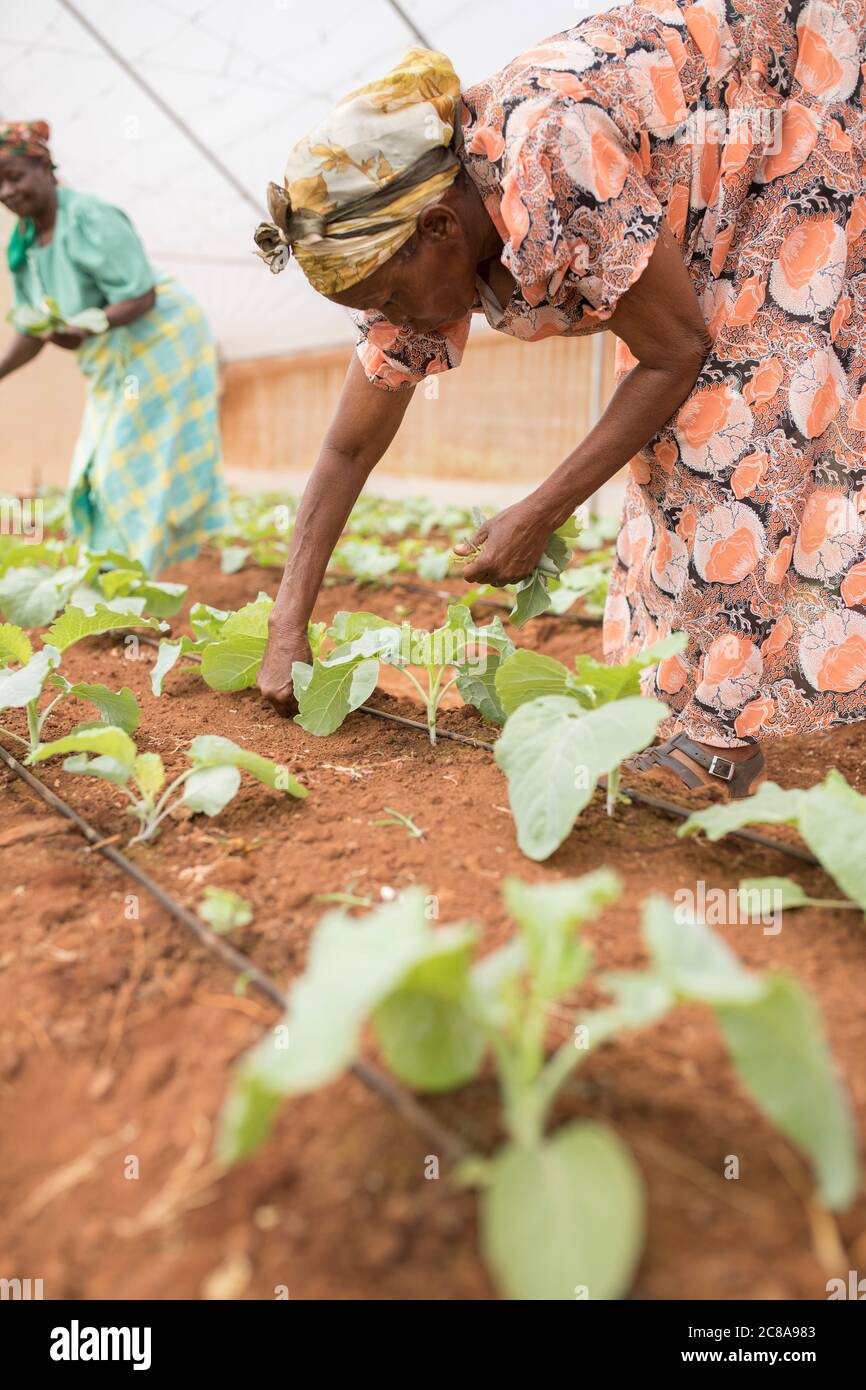 African greenhouse hi-res stock photography and images - Alamy