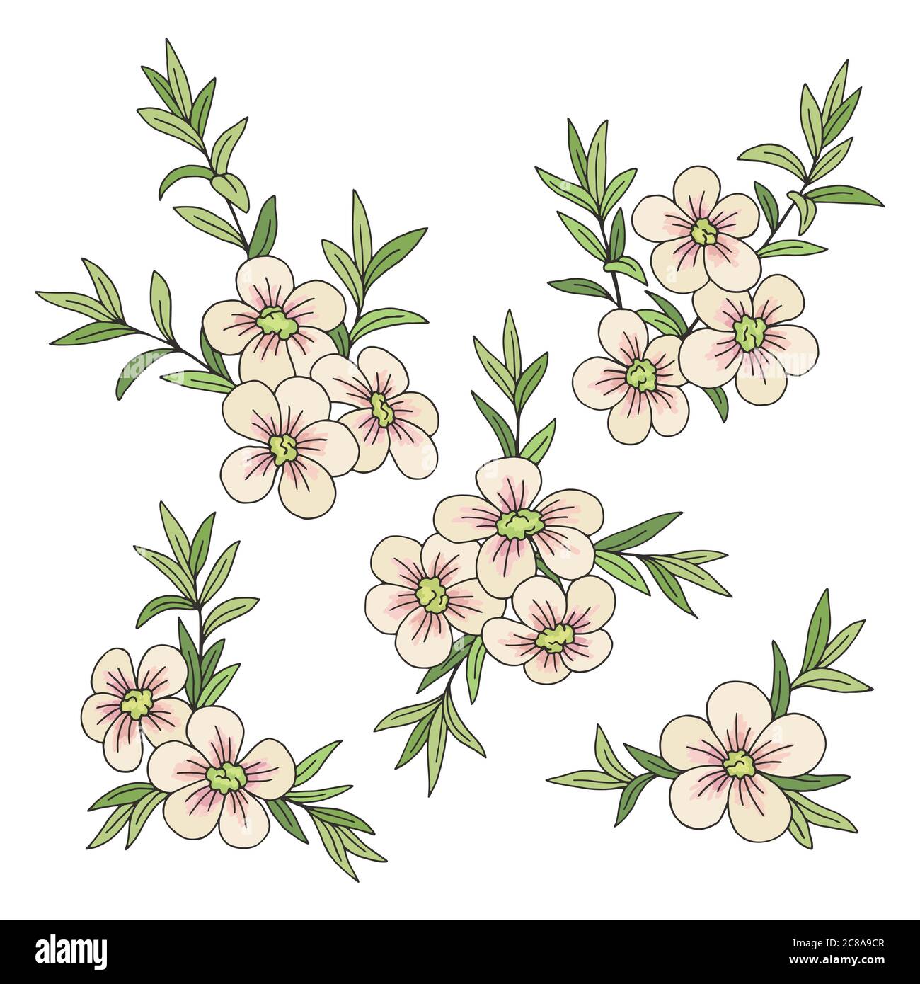 Manuka flower hi-res stock photography and images - Alamy