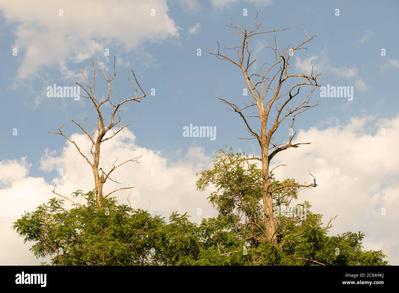 Old Acacia High Resolution Stock Photography and Images - Alamy