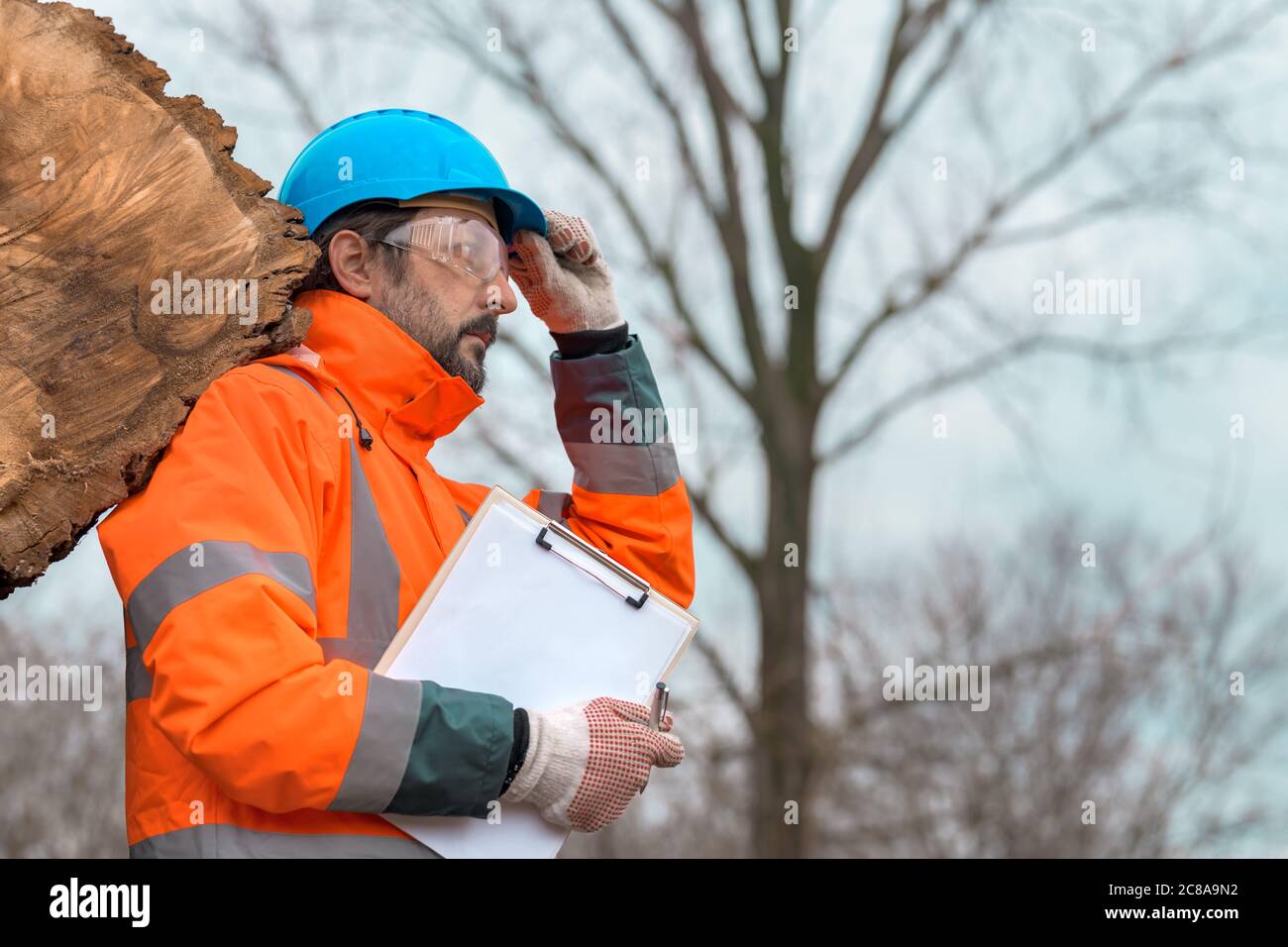 Log in forest hi-res stock photography and images - Alamy