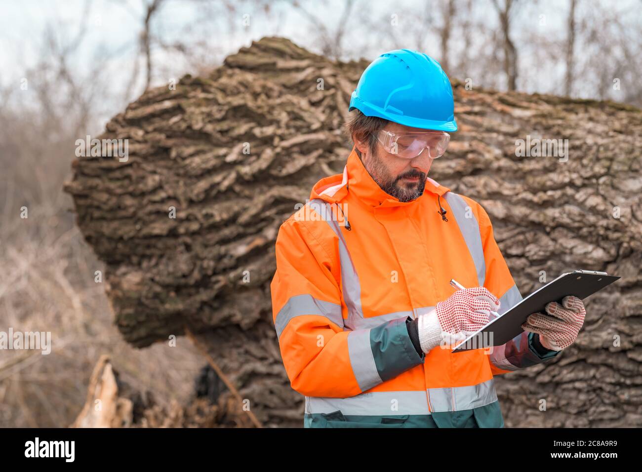 Forestry technician collecting data notes in forest during logging ...