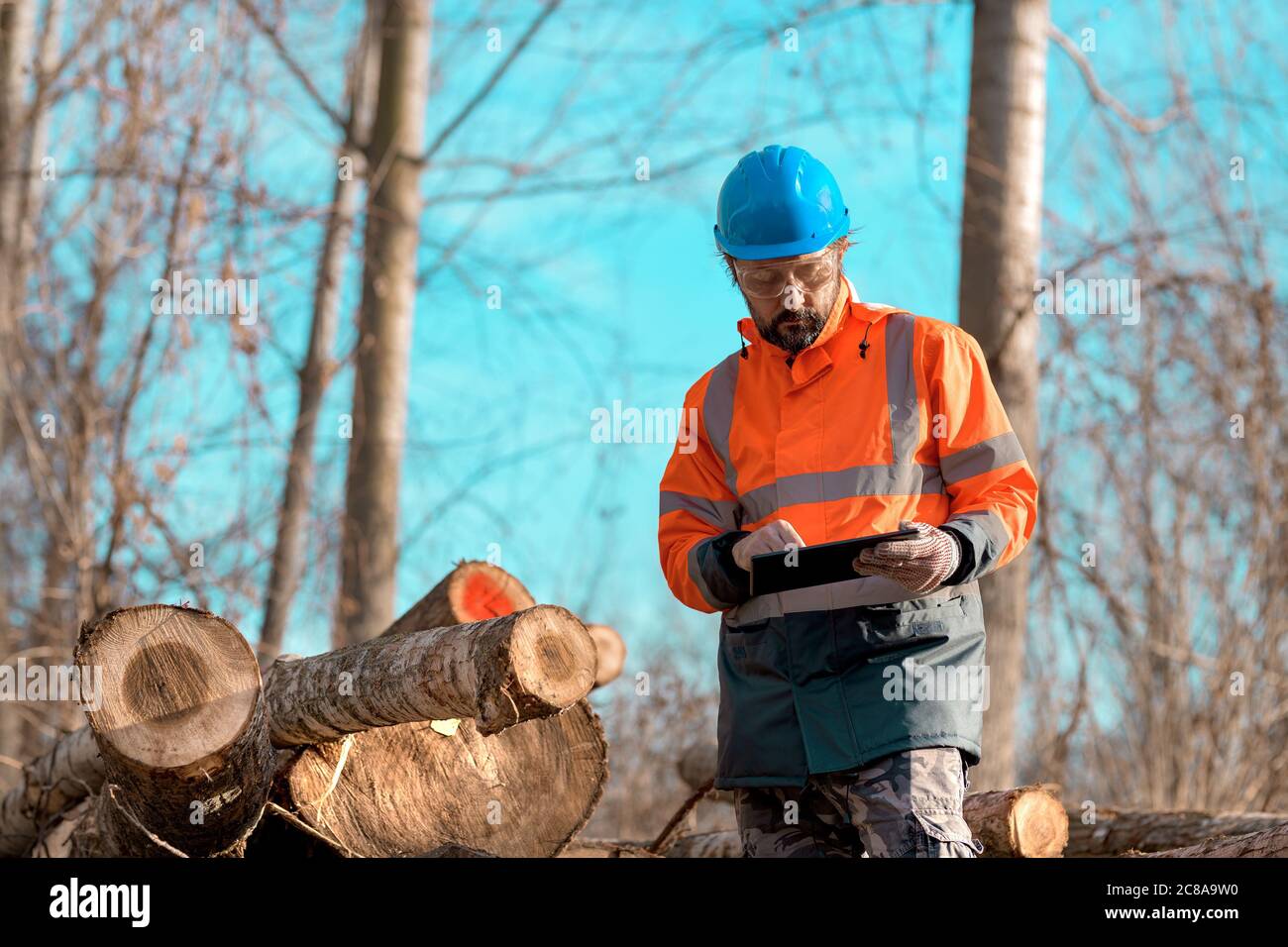 Forestry technician using digital tablet computer in forest for logging ...