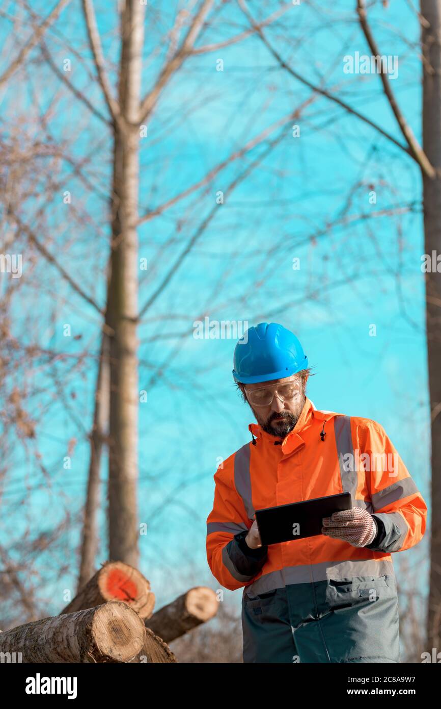 Forestry technician using digital tablet computer in forest for logging ...