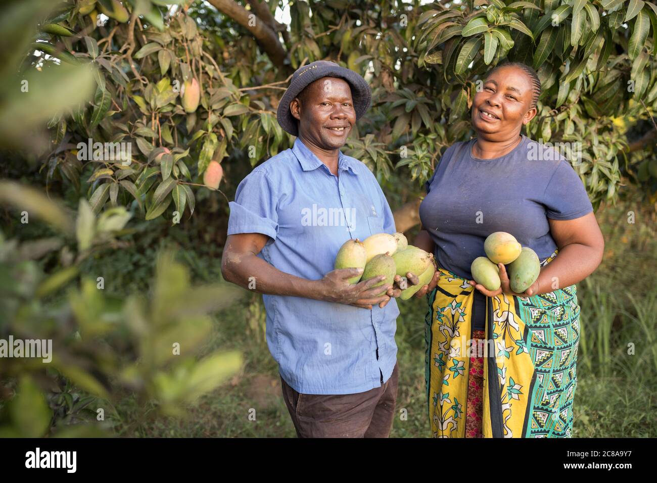 A wife and husband harvest mangoes together on the family farm in ...