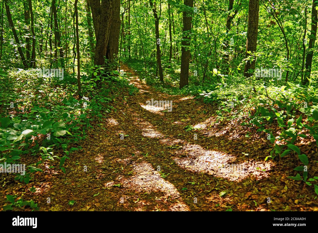 Hiking trails in the forest for jogging Stock Photo - Alamy