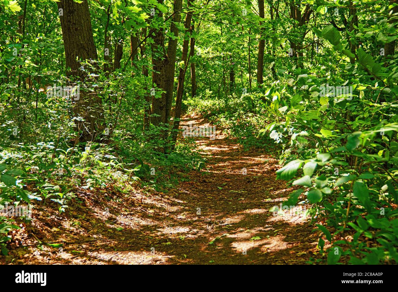Hiking trails in the forest for jogging Stock Photo - Alamy