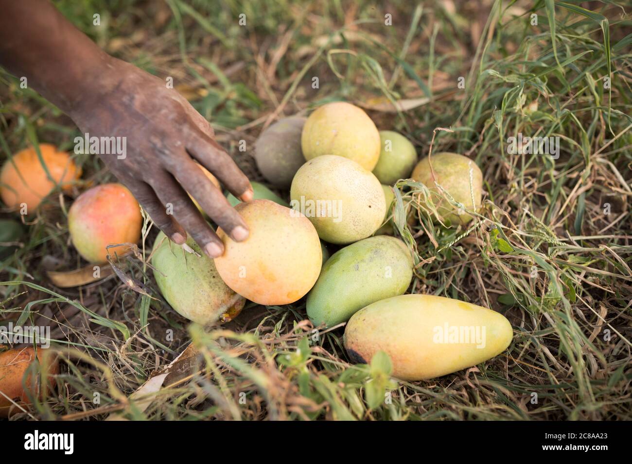 Where Are Mangoes Grown In Kenya at Oliver Vaccari blog