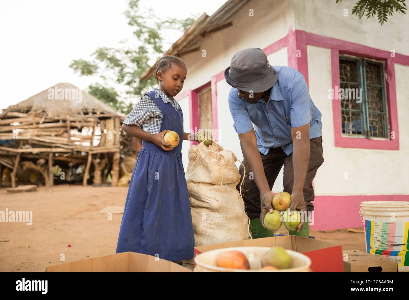 Home harvesting of mangoes hi-res stock photography and images - Alamy