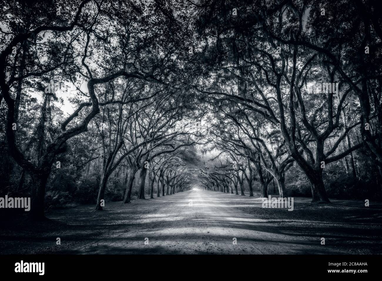 Spanish moss savannah georgia hi-res stock photography and images - Alamy